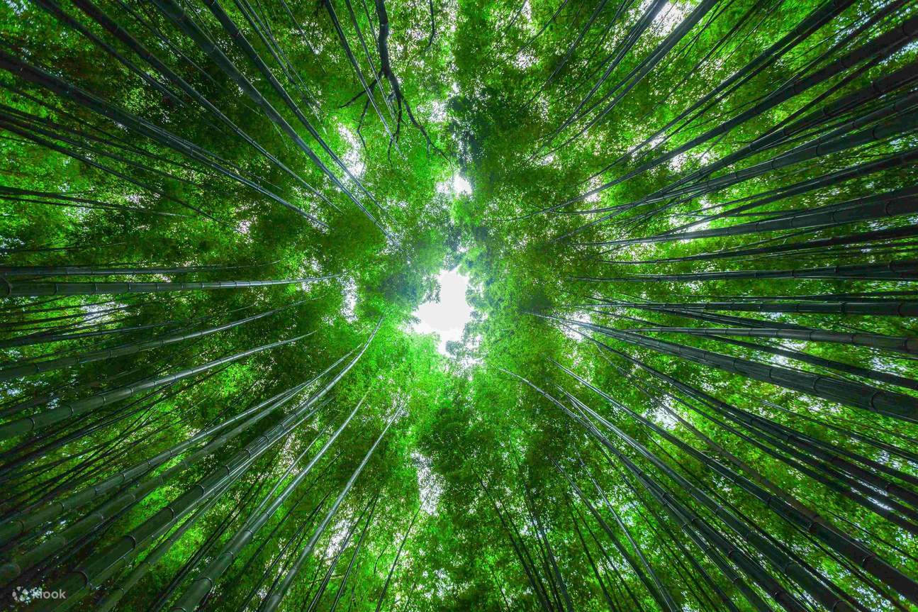 [Kyoto- und Nara-Tagestour] Arashiyama-Zug, Fushimi-Inari-Schrein ...